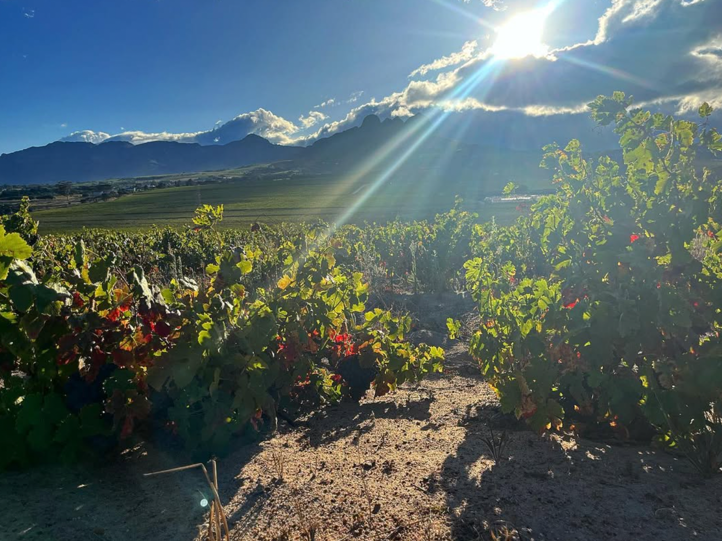 Mick Craven's Newest Cinsault – Leon & Son Wine and Spirits