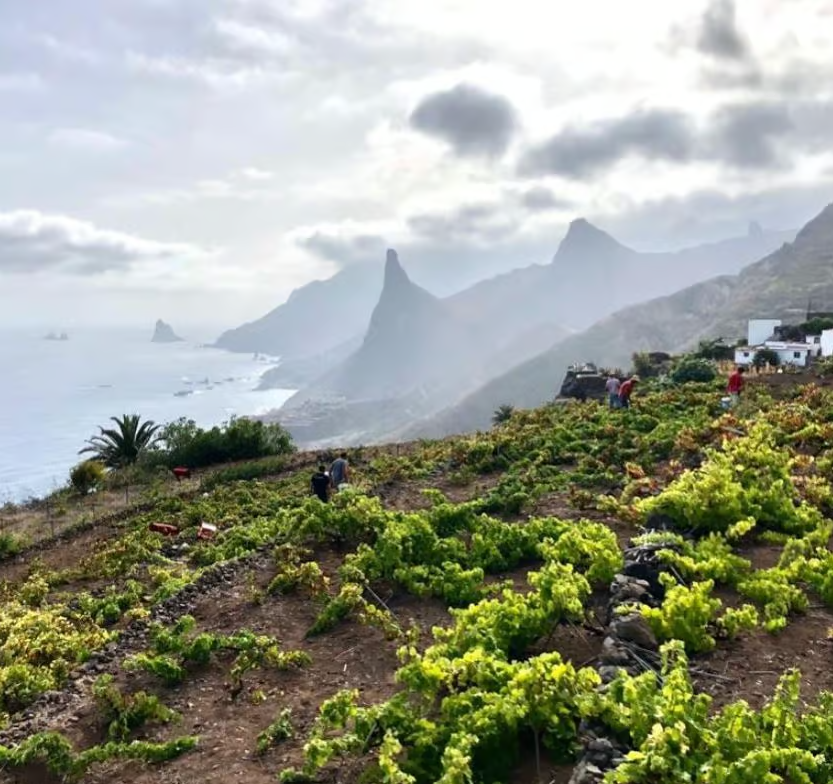 Tenerife in the Spotlight – Leon & Son Wine and Spirits