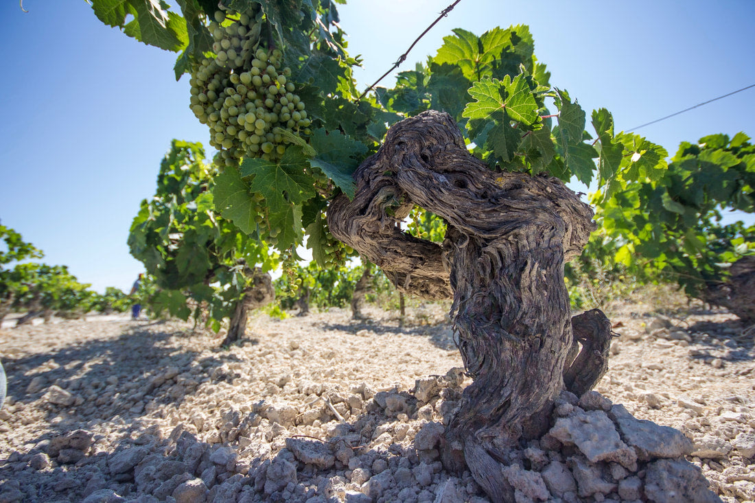 Beyond Sherry: An Ode to Andalucia Wine – Leon & Son Wine and Spirits